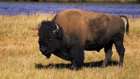 Tansi! Welcome! – The Red River Bannock Company